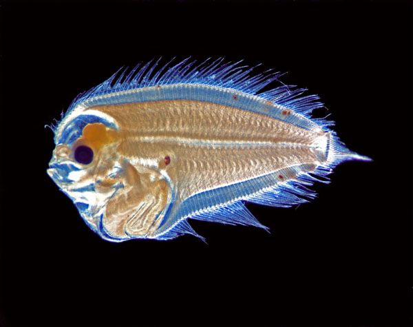 Bothus podas maderensis - Museos de Tenerife - Museo de Naturaleza y ...
