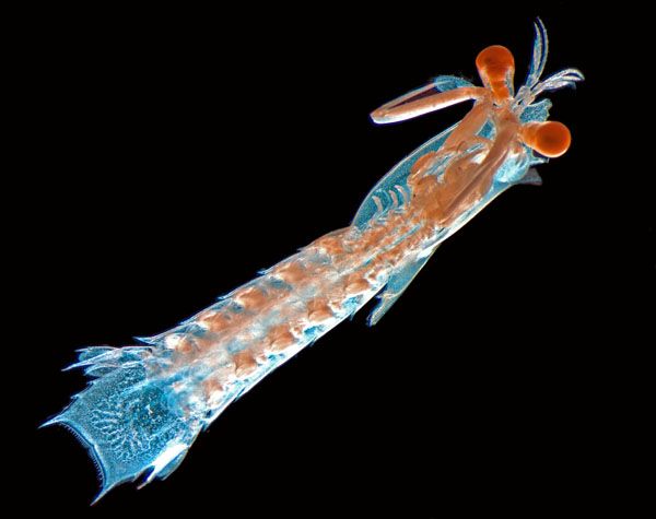 Squilla sp. - Museos de Tenerife - Museo de Naturaleza y Arqueología