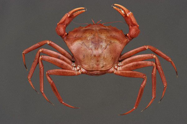 Chaceon affinis - Museos de Tenerife - Museo de Naturaleza y Arqueología