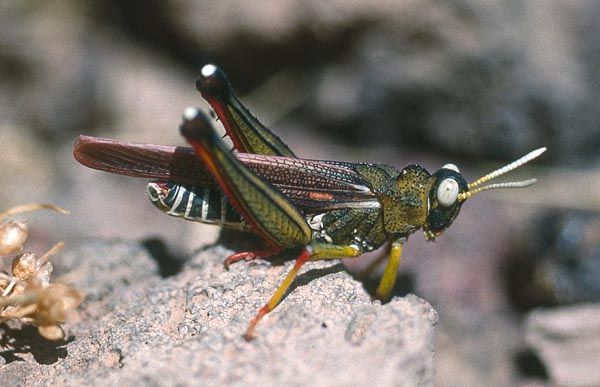 Maríadominga (Dericorys lobata lobata) - Museos de Tenerife - Museo de ...