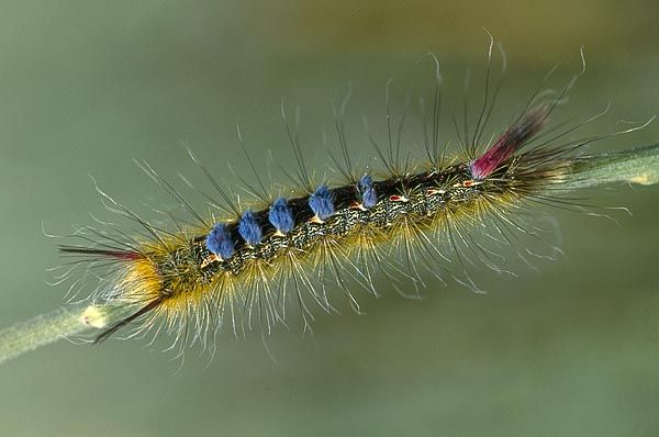 Lagarta canaria del pino (Calliteara fortunata) - Museos de Tenerife ...