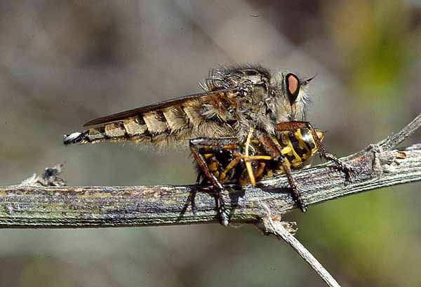 Singue palmero (Promachus palmensis) - Museos de Tenerife - Museo de ...