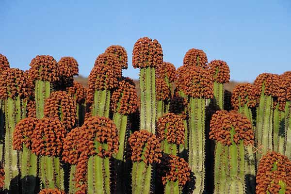 Cardón en fruto (Euphorbia canariensis) - Museos de Tenerife - Museo de ...