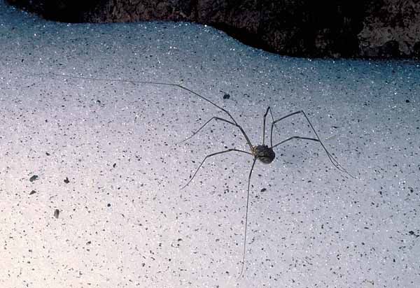 Opilión común (Bunochelis spinifera) - Museos de Tenerife - Museo de ...