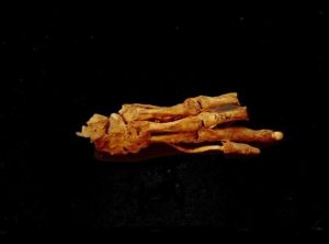 Mano momificada - Museos de Tenerife - Museo de Naturaleza y Arqueología