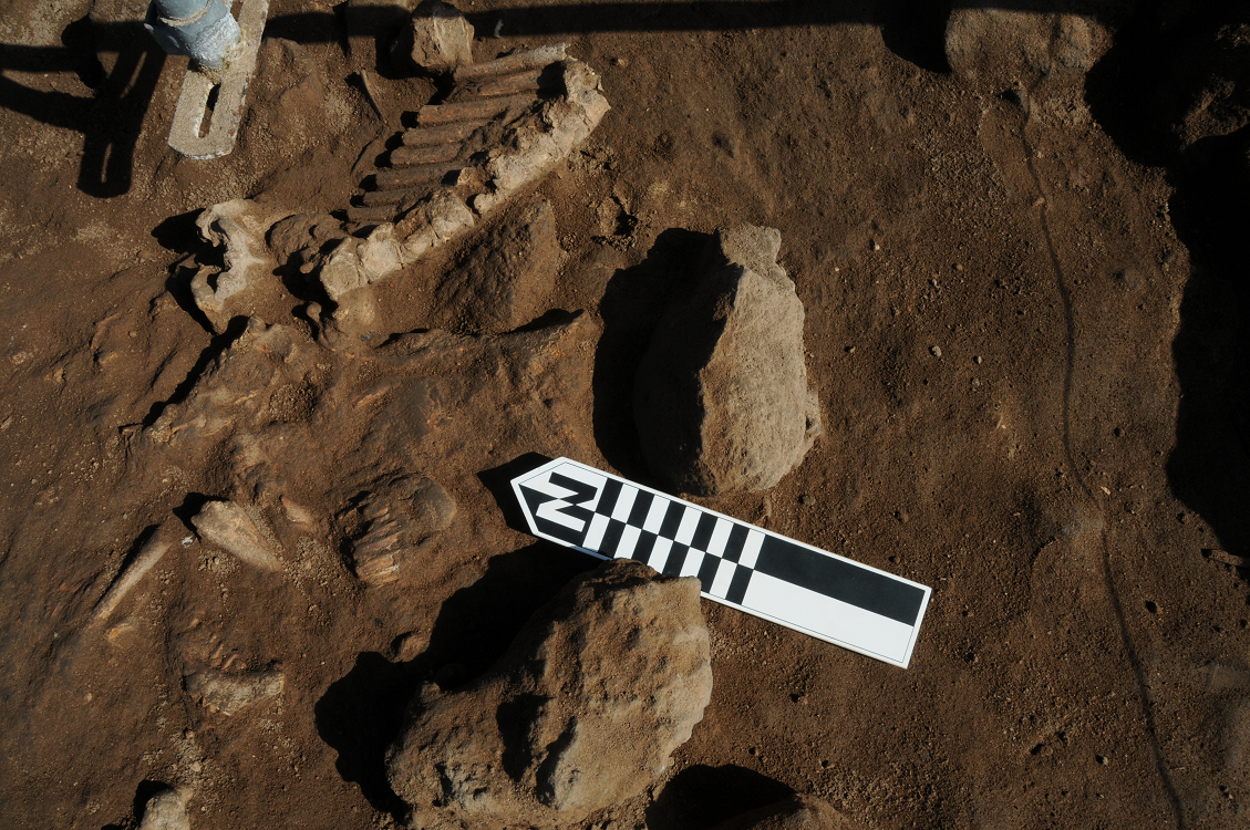 La investigación arqueológica en el Taller de Púrpura Romano de Lobos ...