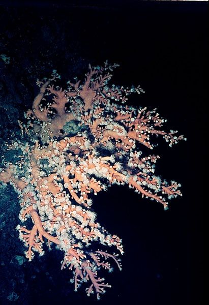 Dendrophyllia ramea - Museos de Tenerife