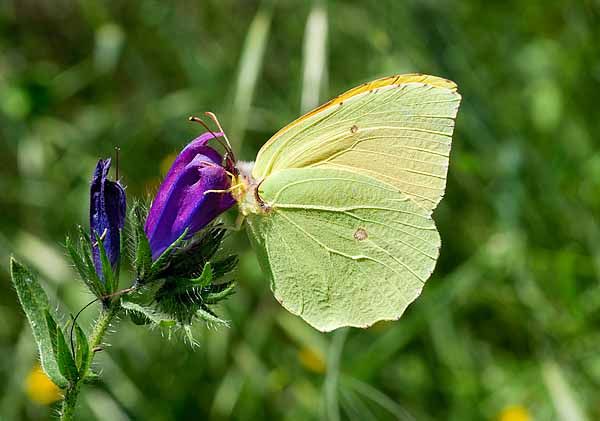 Limonera de Tenerife (Gonepterix cleobule) - Museos de Tenerife